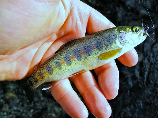 Redband Trout Alchetron The Free Social Encyclopedia