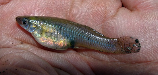 western mosquitofish atenkley