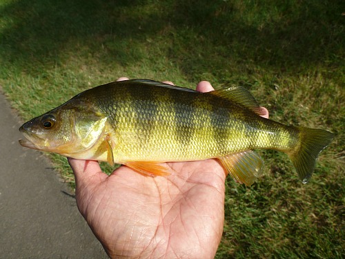 Yellow Perch - TheLifeAmphibious